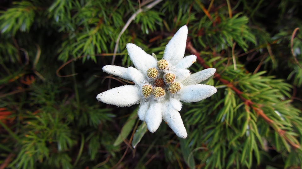 Edelweiss National Flower Of Switzerland | Best Flower Site